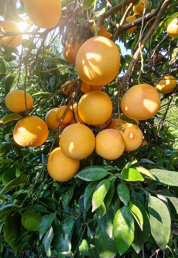Ripe Grapefruit Fruits on a Tree Branch Stock Photo - Image of organic ...