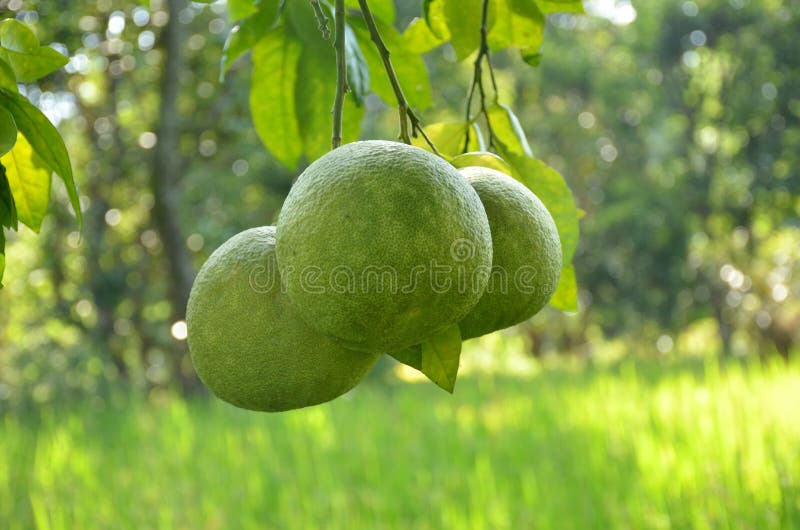 Ripe Grapefruit on Tree in the Garden Stock Image - Image of organic ...