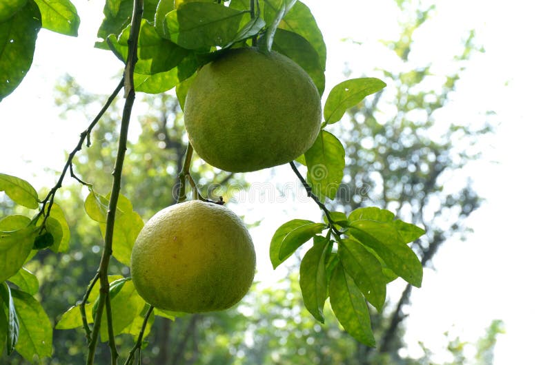 Ripe Grapefruit on Tree in the Garden Stock Photo - Image of nature ...