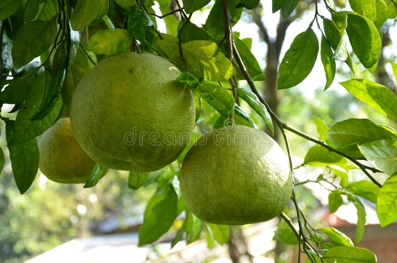 Ripe Grapefruit on Tree in the Garden Stock Image - Image of fruit ...