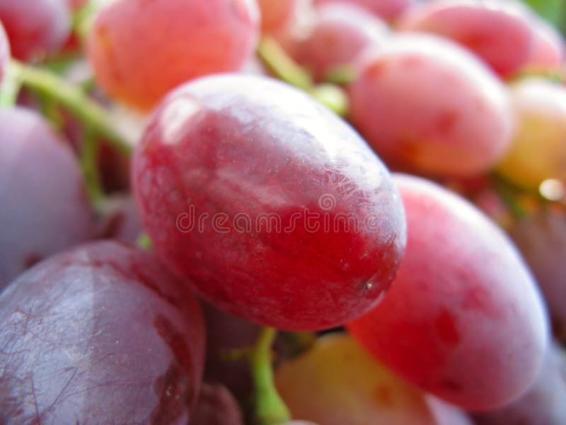 Ripe grapes stock photo. Image of horizontal, berries - 11353368