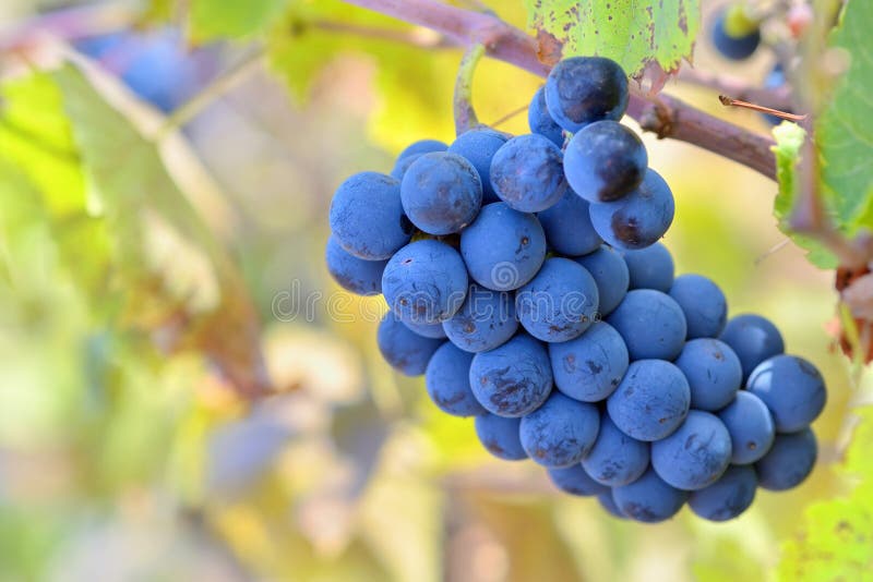Ripe grapes stock image. Image of freshness, fruit, juicy - 44632199