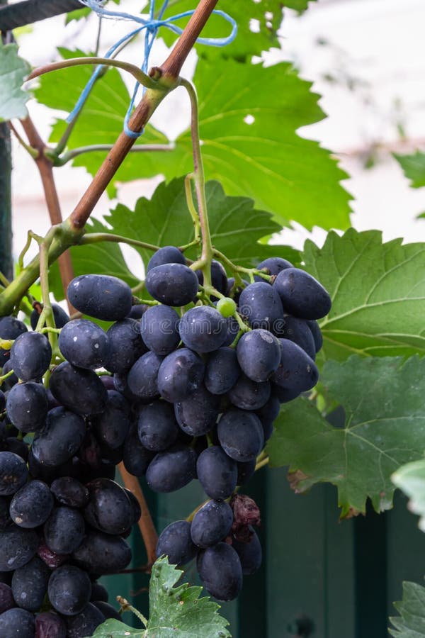 Ripe Grapes Grow on Bushes. Bunch of Grapes before Harvest Stock Image ...