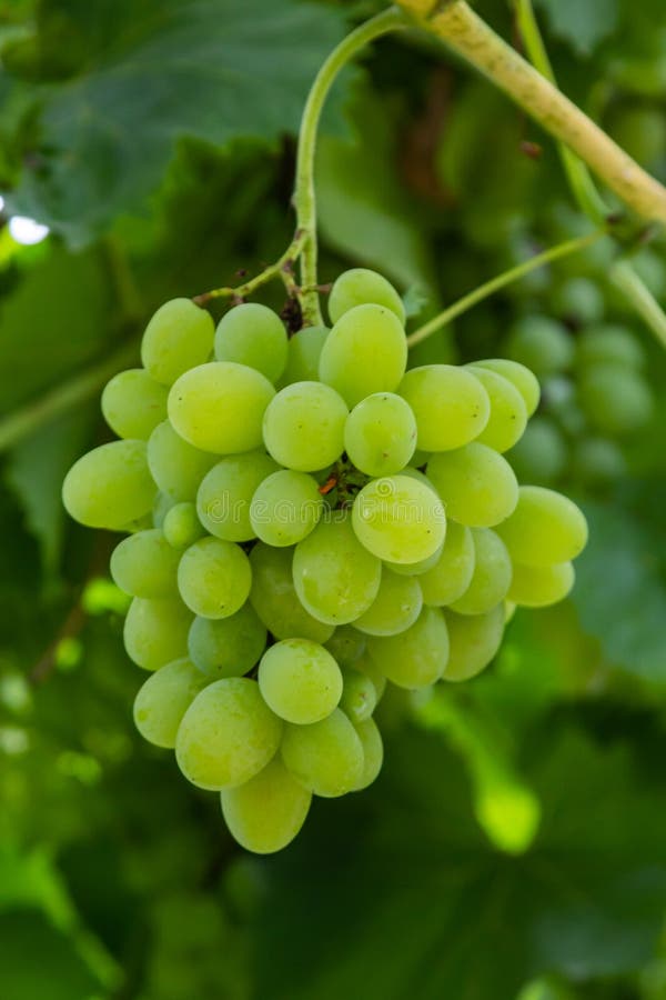 Ripe Grapes Grow on Bushes. Bunch of Grapes before Harvest Stock Image ...