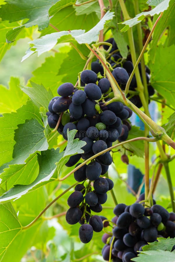 Ripe Grapes Grow on Bushes. Bunch of Grapes before Harvest Stock Photo ...