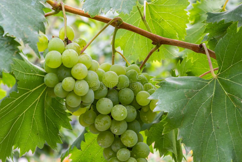 Ripe Grapes Grow on Bushes. Bunch of Grapes before Harvest Stock Image ...
