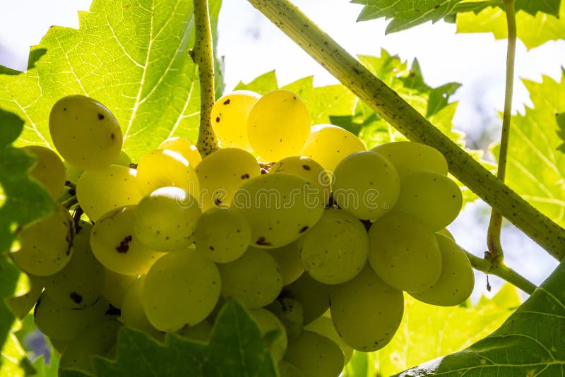 Ripe Grapes Grow on Bushes. Bunch of Grapes before Harvest Stock Photo ...