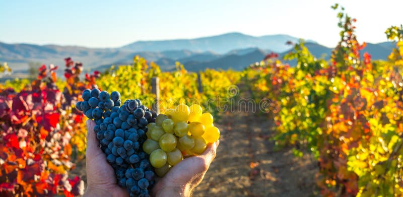 New Season Grapevine Detail Stock Image - Image of picturesque, grape ...