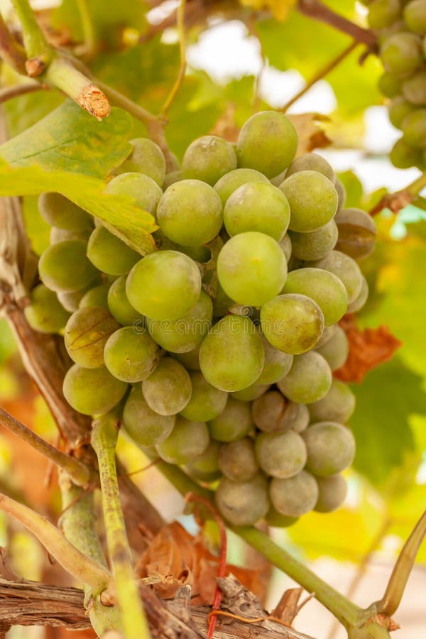 Vines Branch Of Tree Hanging Around Cave Mouth With Green Leaf Plants ...