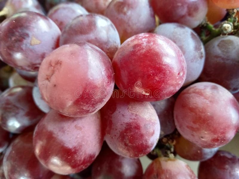 Red Grapes ( Purple Grapes) Stock Photo - Image of autumn, crop: 36264286