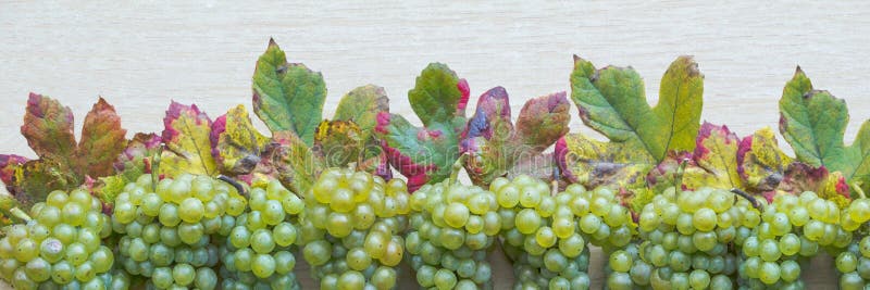 Ripe grapes structure stock image. Image of concept, harvest - 34806723