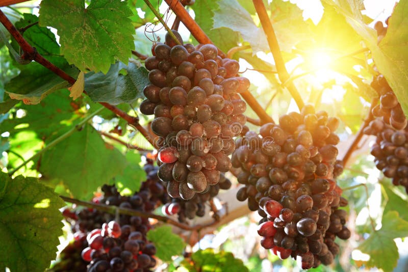 Ripe grapes stock image. Image of autumn, fresh, green - 74205877