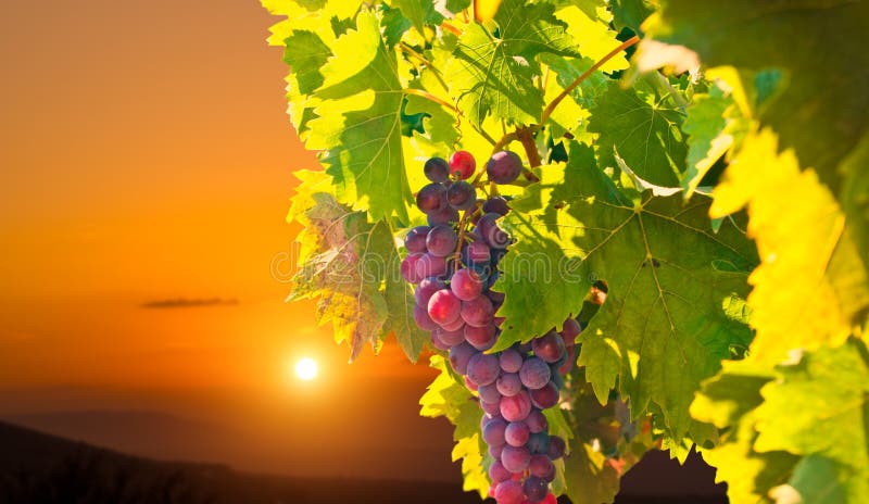 Vineyard Grapes Sunset