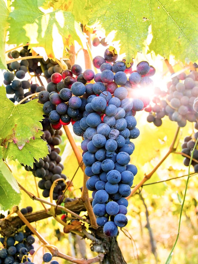 Ripe grapes on the vine stock photo. Image of leaves - 11691238
