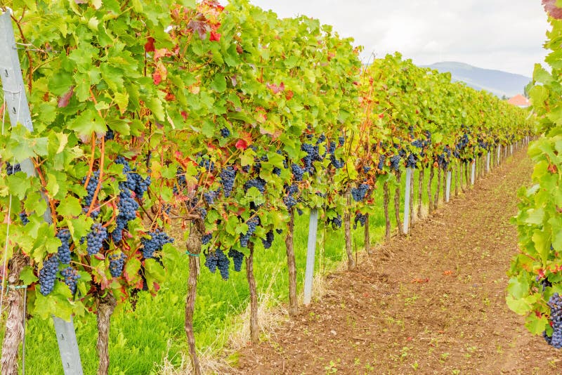 Ripe grapes in vineyard stock photo. Image of color, industry - 61086758