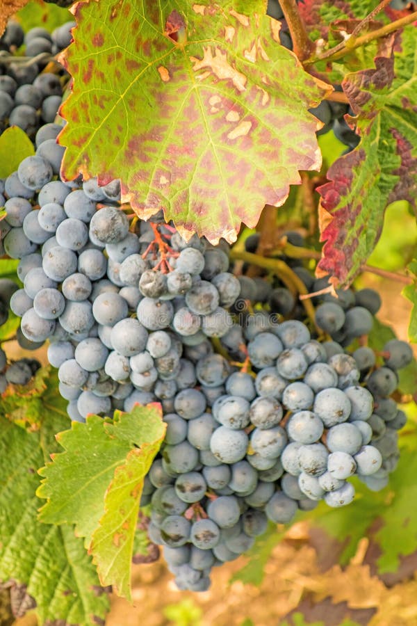 Ripe grapes in vineyard stock image. Image of farming - 61140733
