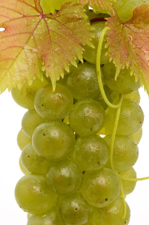 Ripe grapes stock image. Image of green, fresh, ingredient - 96142465