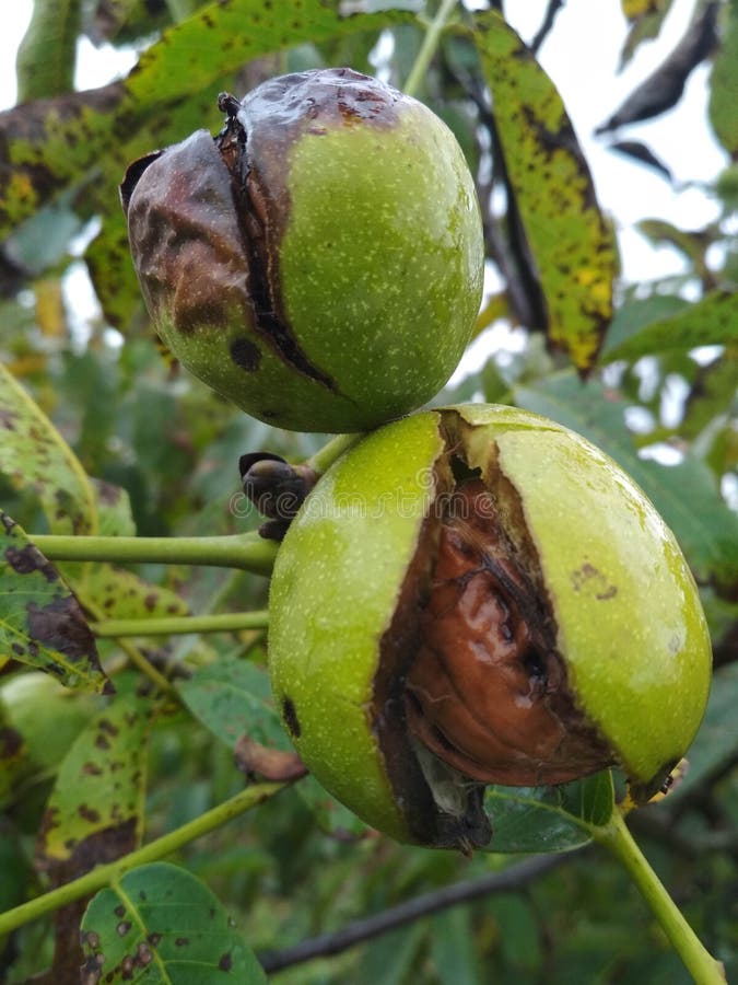 Ripe Greek Nuts on the Tree Stock Image - Image of closeup, garden ...