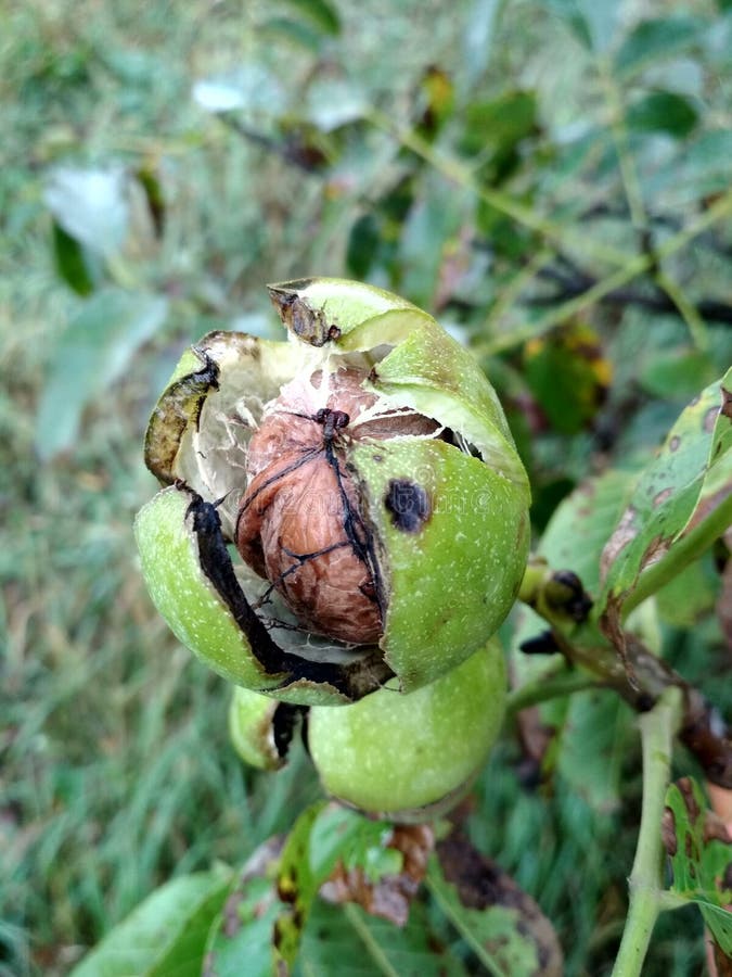 Ripe Greek Nuts on the Tree Stock Image - Image of freshness, nature ...