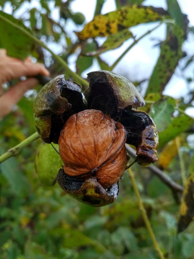 Ripe Greek Nuts on the Tree Stock Photo - Image of closeup, spring ...