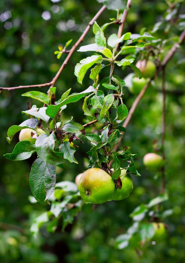 Ripe Green Apples with Drops after Rain Stock Image - Image of harvest ...