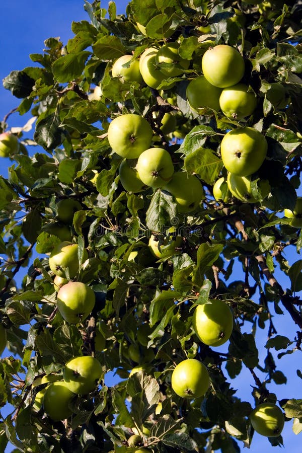 Golden Delicious Apple Tree Stock Photo - Image of delicious, fruit ...