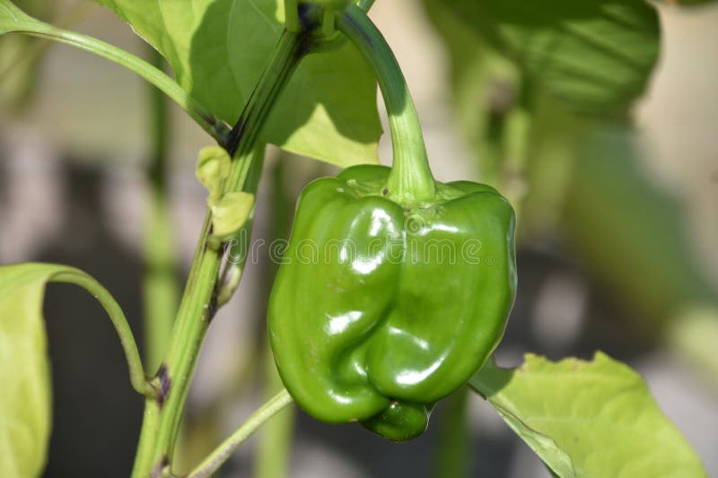 Ripe Green Bell Pepper on a Pepper Plant Stock Photo - Image of hanging ...