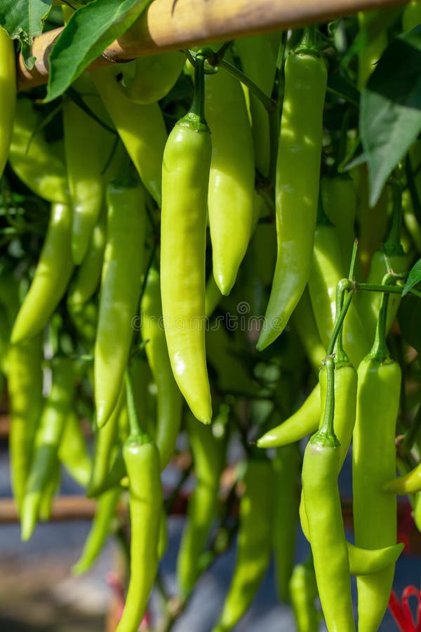 Ripe Green Chilli on a Tree, Green Chilies Grows in the Garden Stock ...