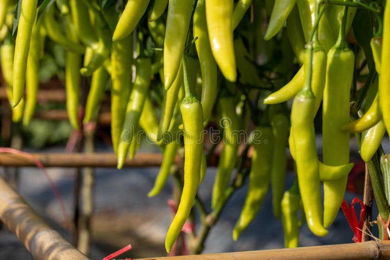Ripe Green Chilli on a Tree, Green Chilies Grows in the Garden Stock ...