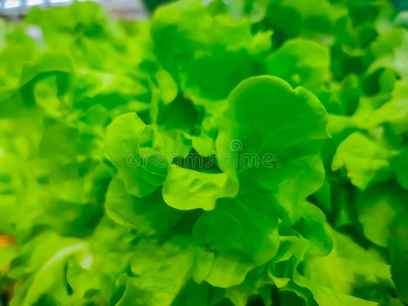 Ripe Green Crisp-head Lettuce, Side View, Organic Stock Illustration ...