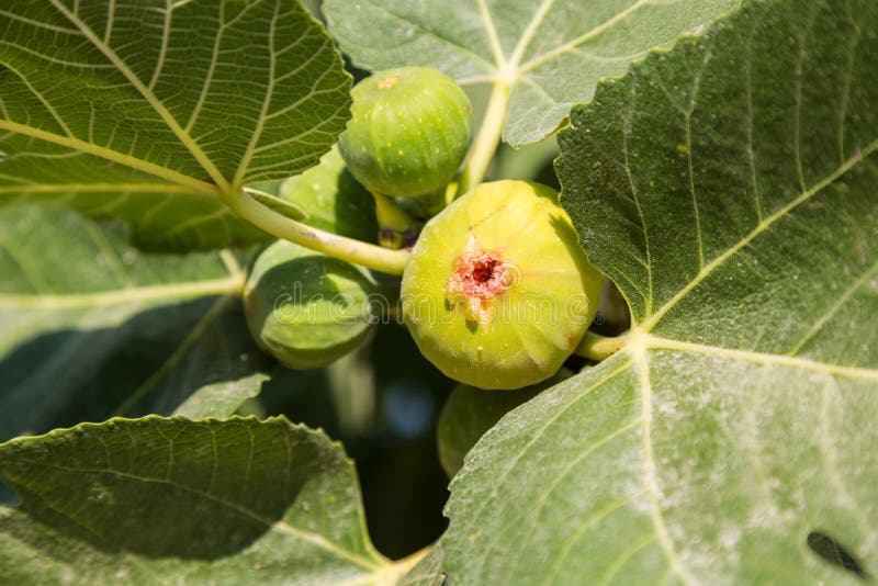 Ripe fig flesh stock image. Image of exotic, ripe, tropical - 3360227