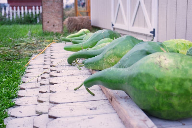 Ripe green gourds stock photo. Image of black, agriculture - 110333944