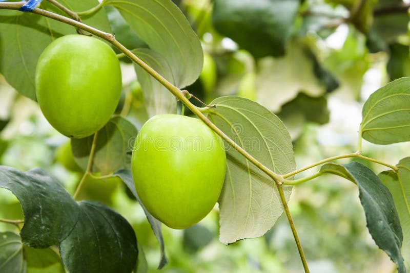Ripe Green Jujube Fruit Growing on the Tree Stock Photo - Image of ...