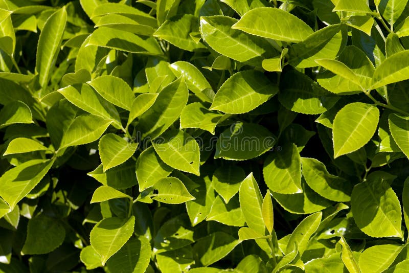 Ripe,green Leaves of Cherry Laurel Stock Image - Image of shrub, roof ...