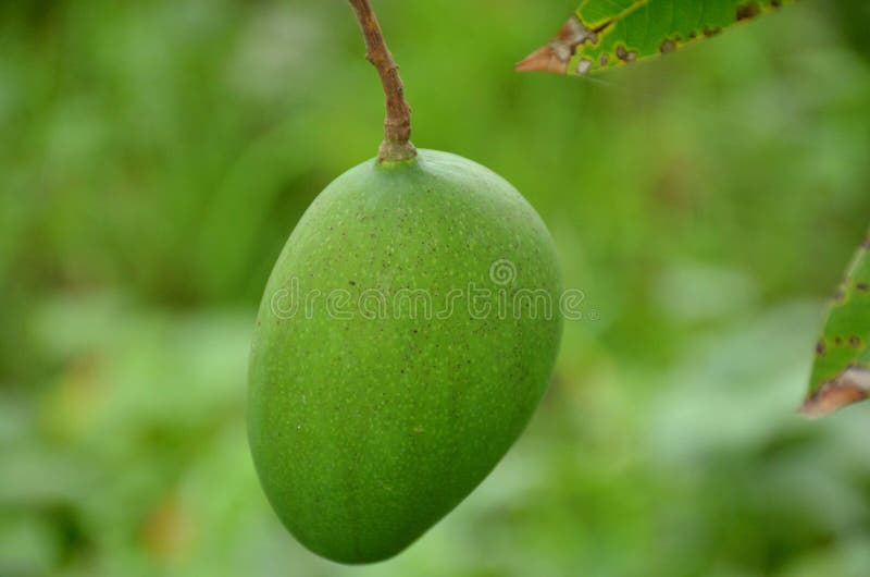 The Ripe Green Mango with Leaves and Branch. Stock Photo - Image of ...