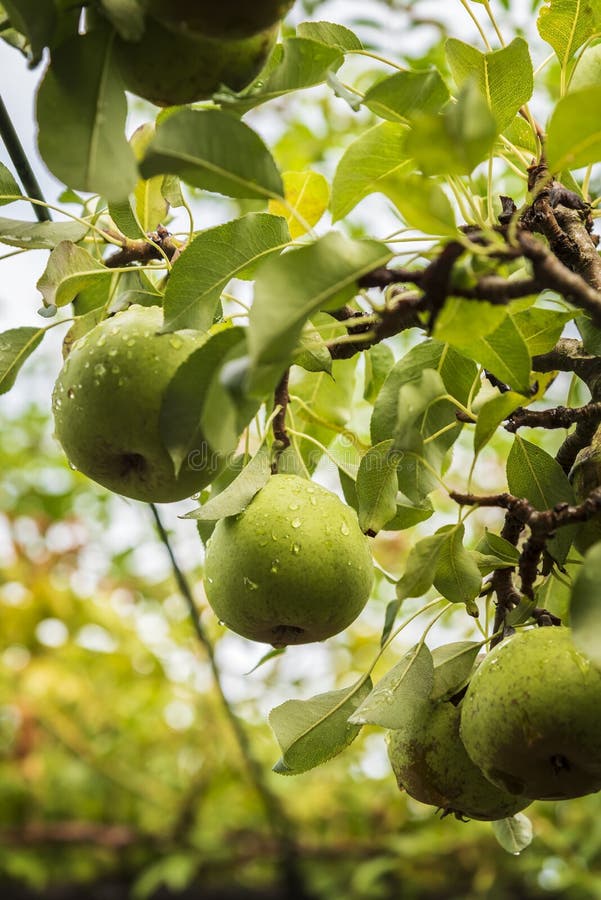Ripe green pears stock image. Image of healthy, branch - 126300189