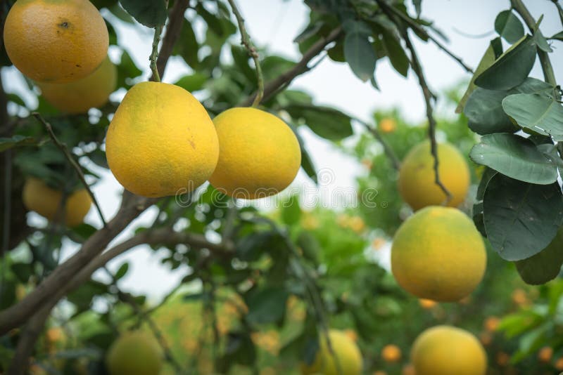 Ripe and Green Pomelo Fruit Tree in the Garden. Stock Photo - Image of ...
