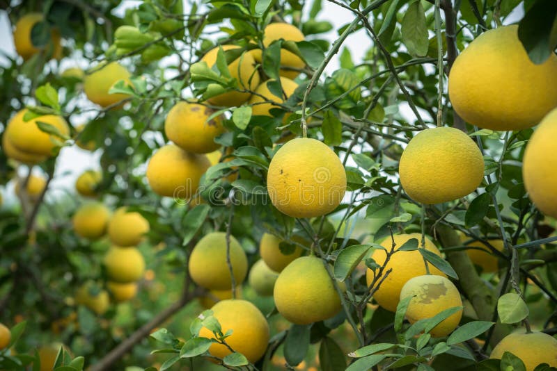 Ripe and Green Pomelo Fruit Tree in the Garden. Stock Image - Image of ...