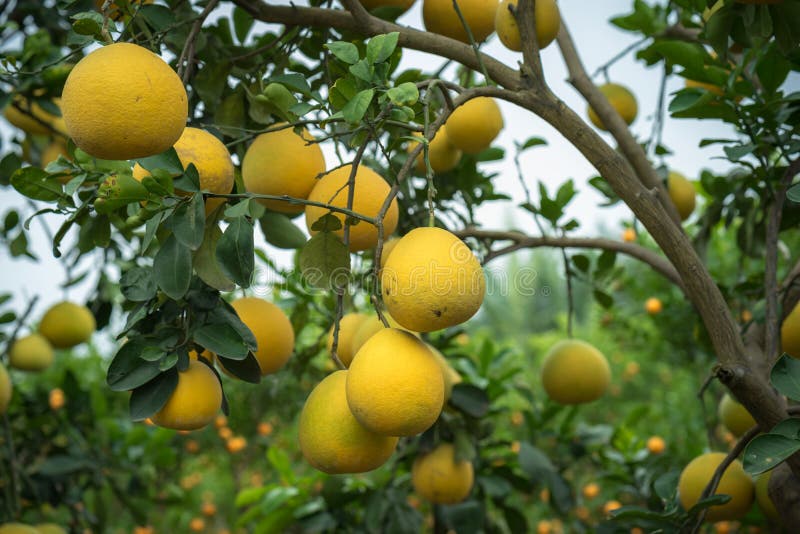 Ripe and Green Pomelo Fruit Tree in the Garden. Stock Image - Image of ...