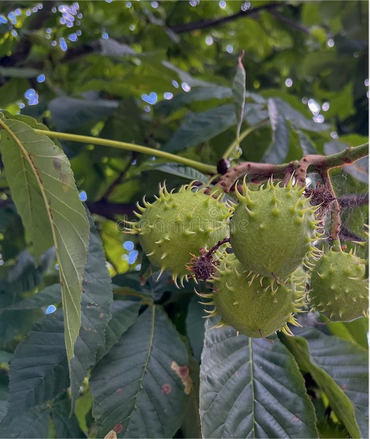 Ripe Green Prickly Chestnut Fruits Stock Image - Image of countryside ...