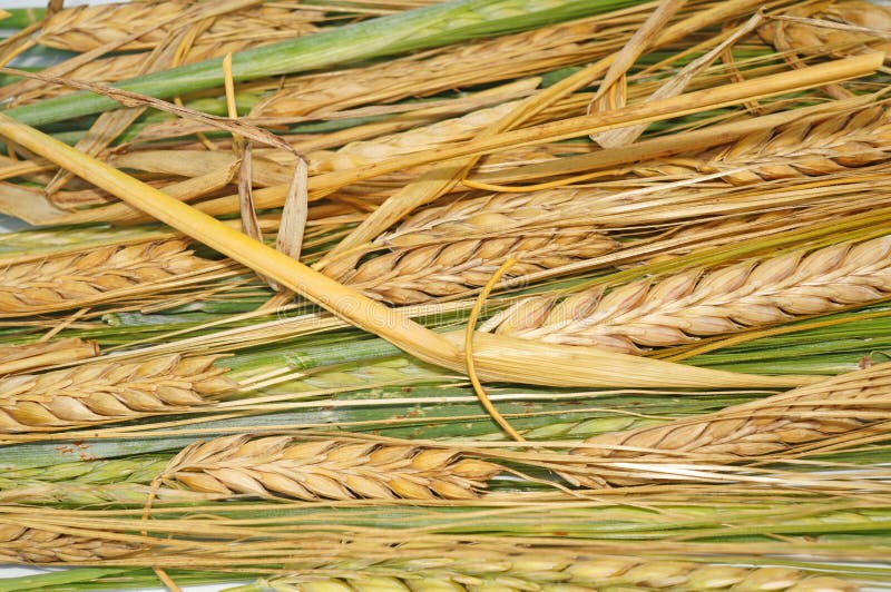 Ripe and Green Wheat As Background Stock Image - Image of farming ...