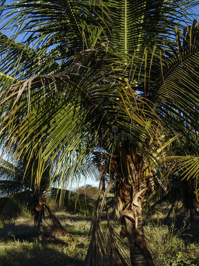Ripe and Growing Coconuts on a Coconut Tree in an Irrigated Plantation ...