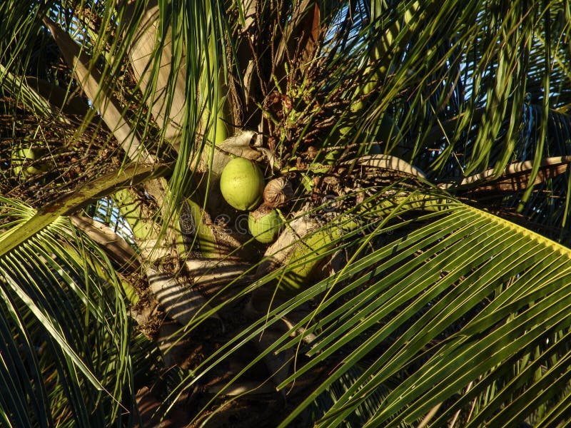 Ripe and Growing Coconuts on a Coconut Tree in an Irrigated Plantation ...
