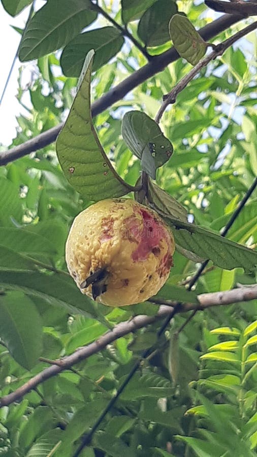 Ripe Guava Fruit Eaten by Bats Stock Photo - Image of vegetarian ...