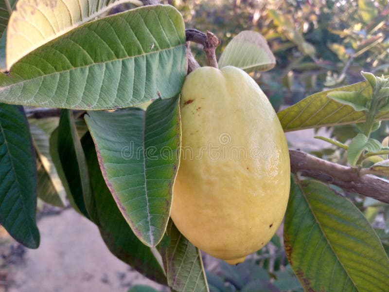 Ripe yellow Guava fruit stock photo. Image of ripe, growing - 188661102