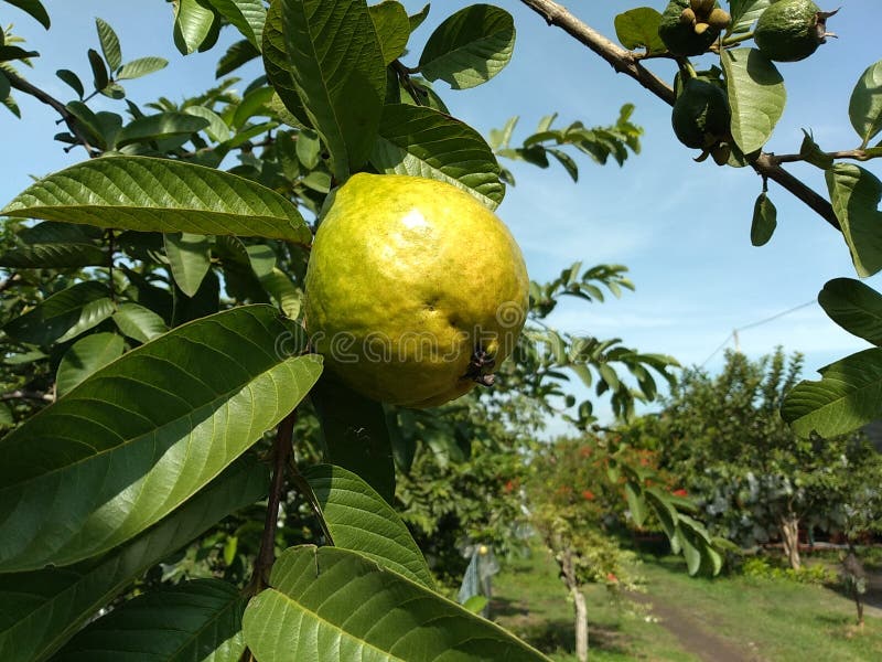 Ripe guava stock photo. Image of gourmet, crunchy, sack - 31196760