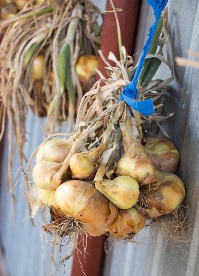 Ripe Hanging onions stock image. Image of leek, fresh - 75153471