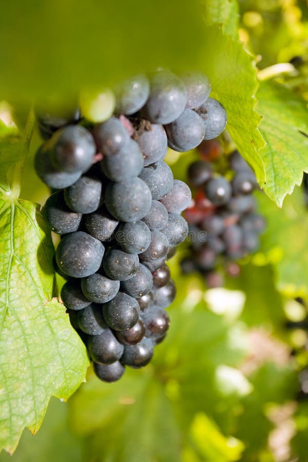 Ripe for harvest. stock photo. Image of fruit, harvest - 17212084