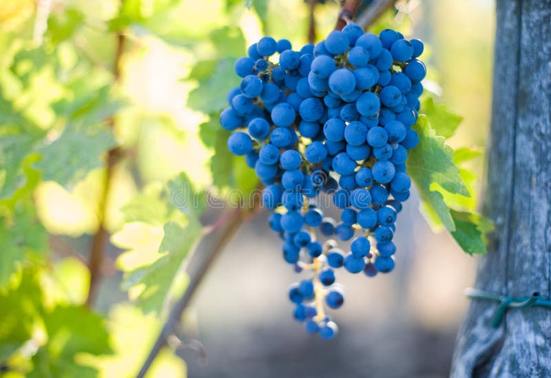 Ripe for harvest. stock photo. Image of juicy, healthy - 21530348