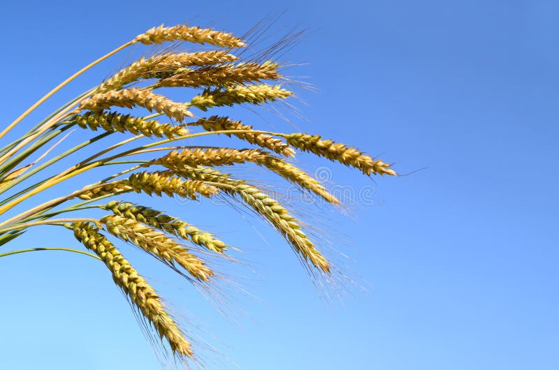 Ripe harvest stock photo. Image of harvesting, cultivated - 26934680